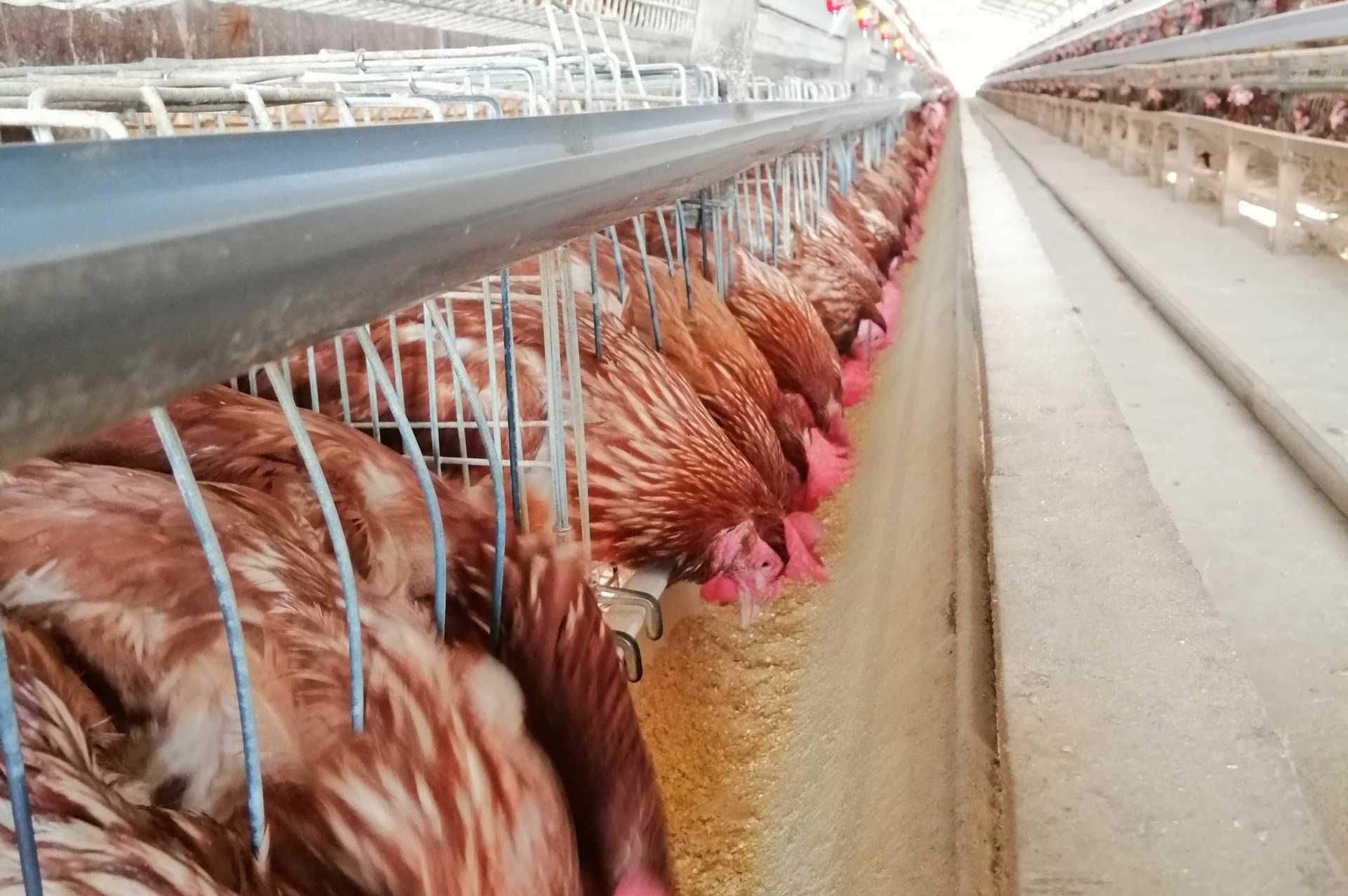 Farmsco - Pilih Peremajaan atau Afkir? Strategi Tepat untuk Ayam Petelur