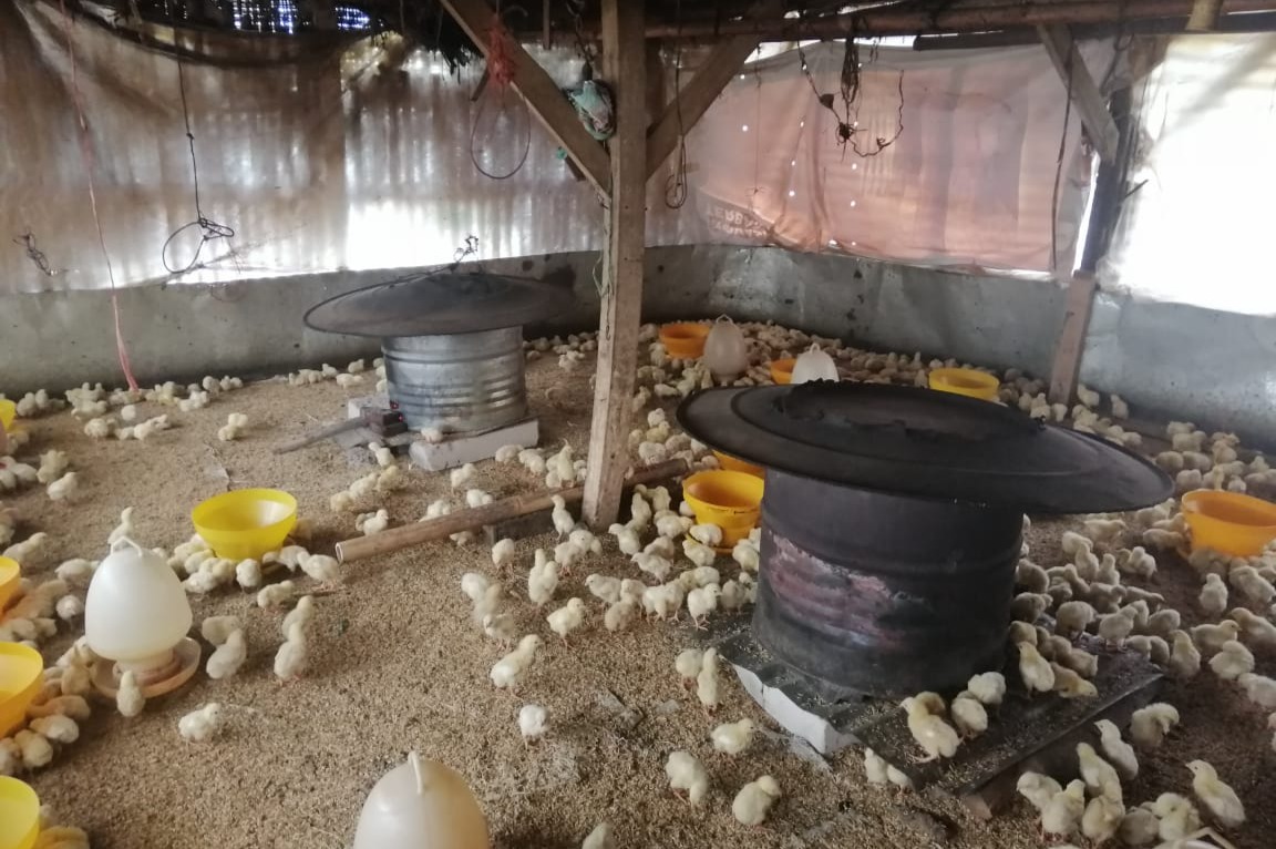 Farmsco - Manajemen Pemberian Pakan Ayam Broiler : Fase Starter